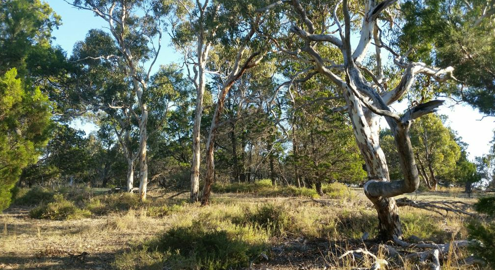 Client Story: David Cross - Oreon Partners Adelaide